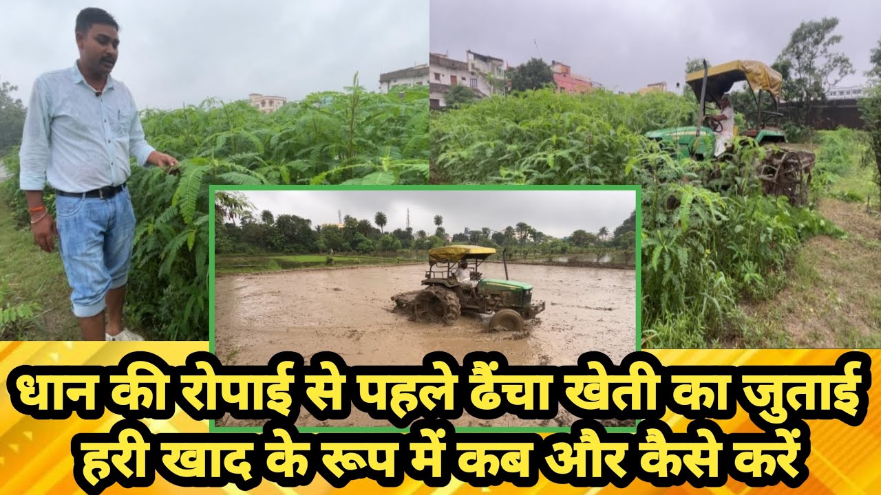 ढैंचा खेत की जुताई//Dhaincha khet ki jutai//Ploughing of Dhaincha crop ...