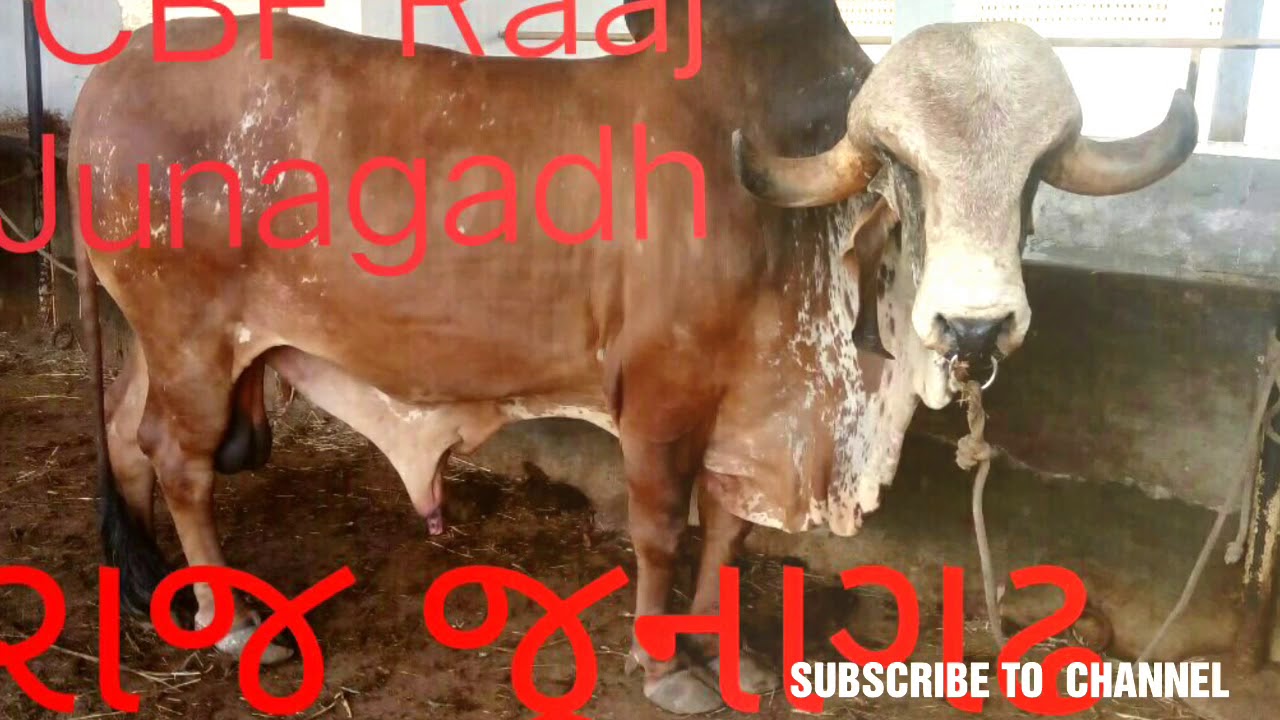 GIR GAUMATA IS WORLD BEST GIR GAUMATA AT GAUSHALA.....!!!! - YouTube