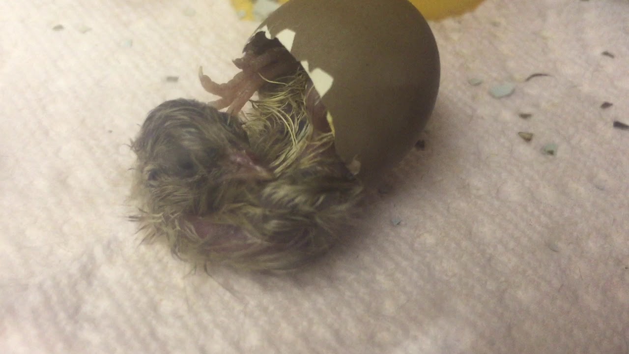 Sweet Button Quail Baby breaking out (hatching) - YouTube