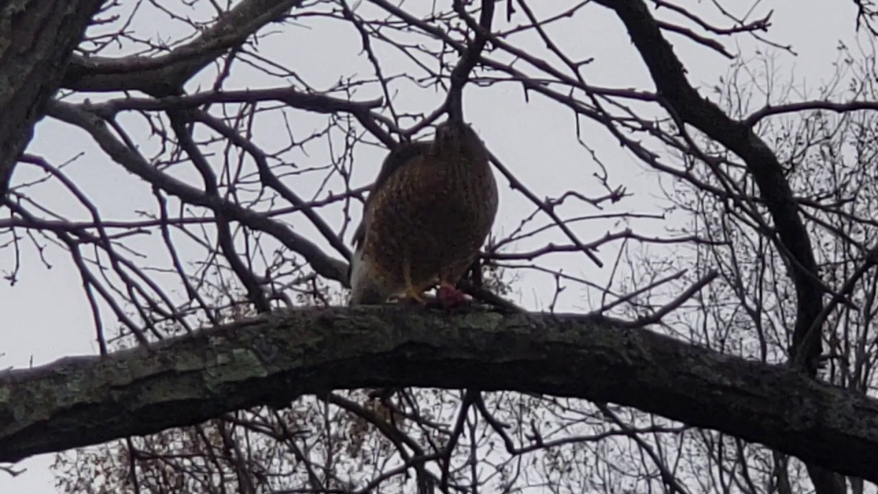 Hawk vs mouse - YouTube