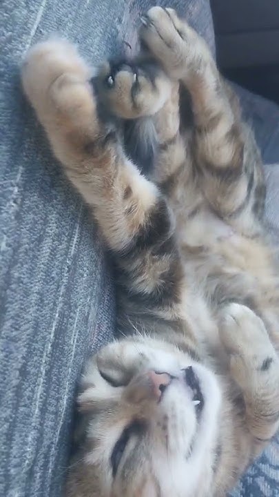 Precious Pussycat Show Cat Dreams Cat Catlover Catdreams Youtube