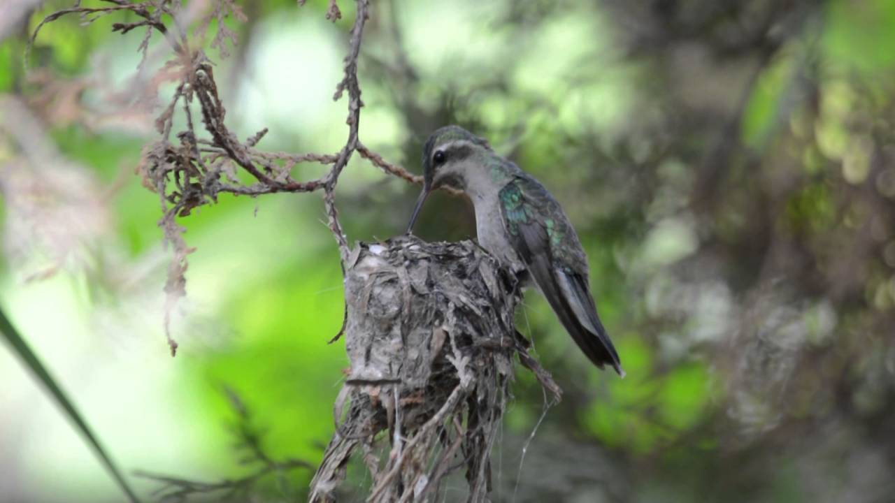 El nido del colibrí. - YouTube
