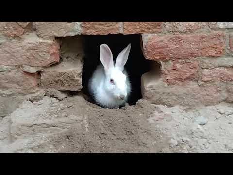 rabbit is digging it hole in Wall || making home 🏡 is right everyone