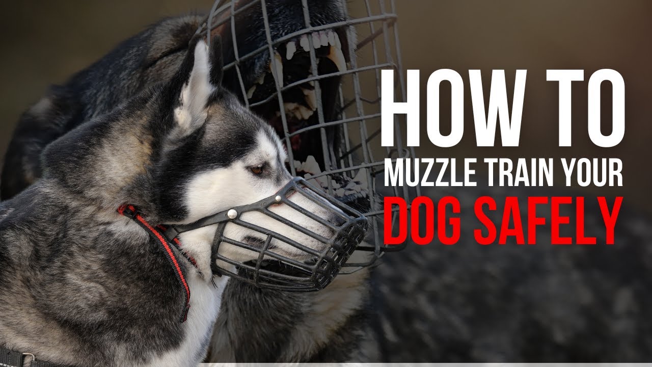 The Essential Guide to Muzzling Your Dog | Tips & Techniques for Safe ...