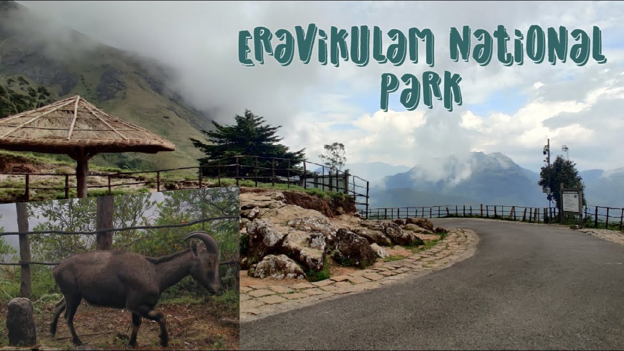 Eravikulam National Park | Rajamala | Munnar Tourism #Eravikulam ...