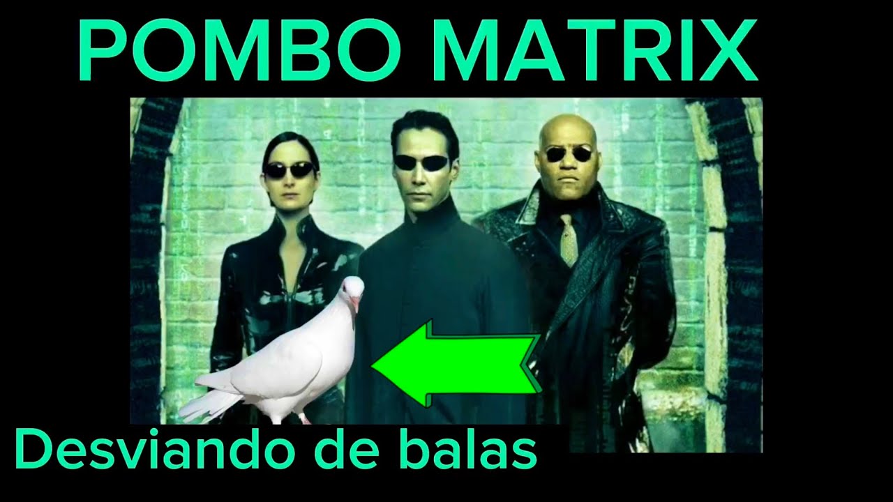 Pombo Matrix Pigeon- Desviando de balas Neo would be proud of this ...