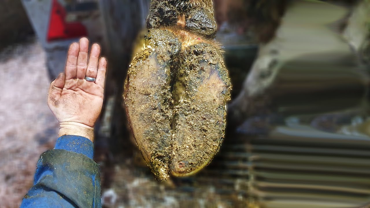 MAGICALLY fixing cows HUGE HOOVES! - YouTube