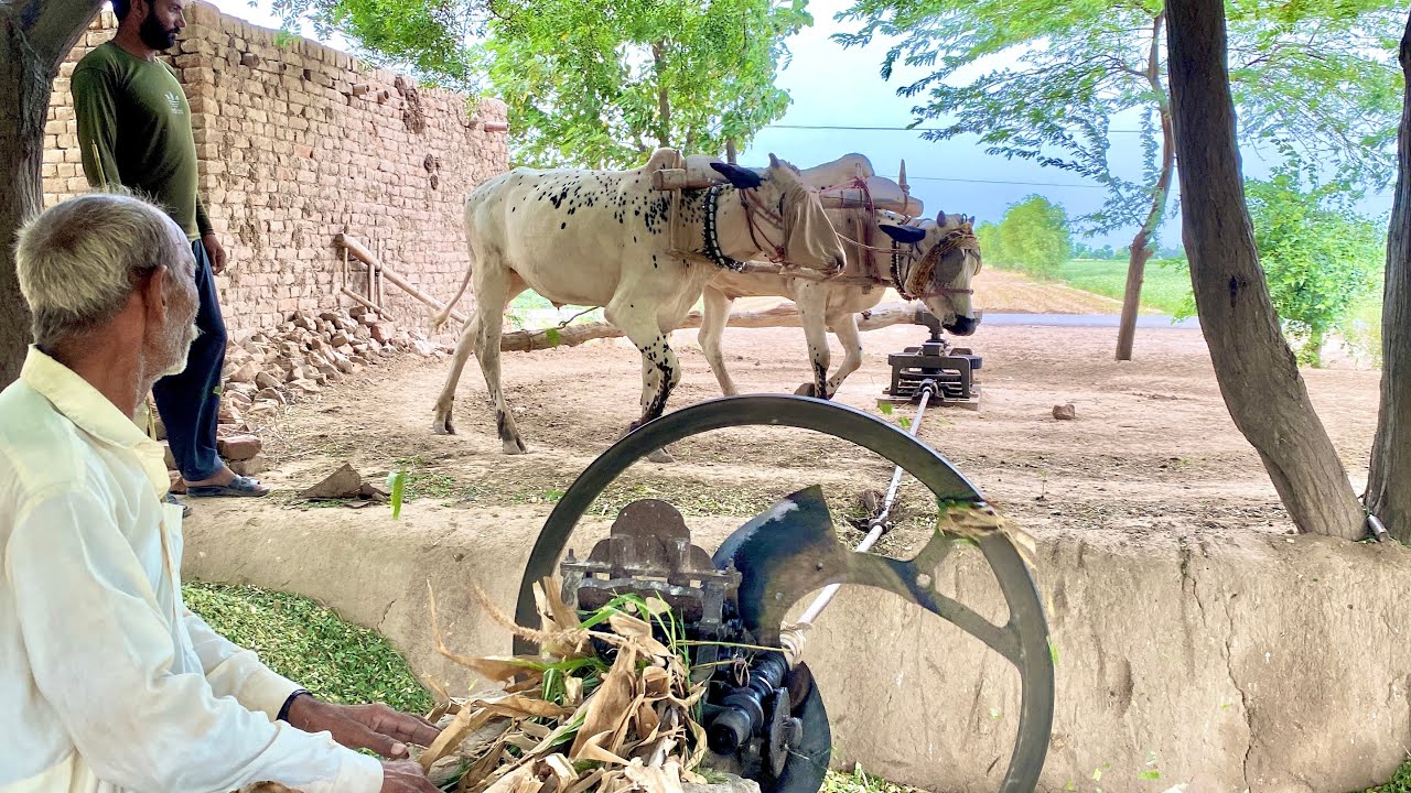 Old Chaff Cutter Machine Operating With Two Powerful White Bulls ...