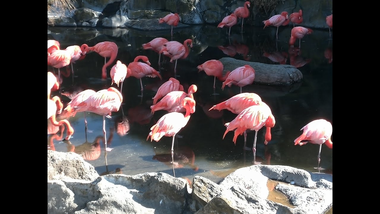 Visita al Parque Natural Temaiken - YouTube