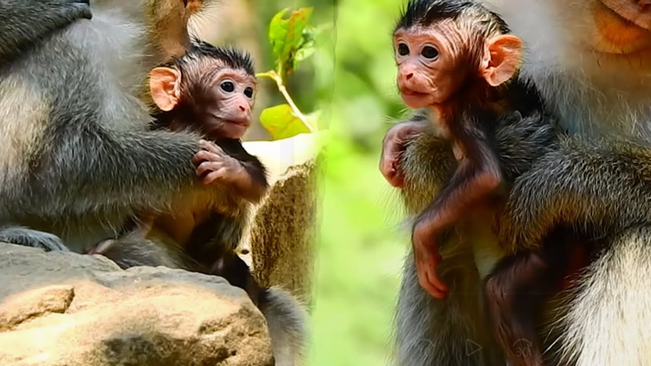 really young mom monkey Ellen hold newborn baby Eden close to chest ...