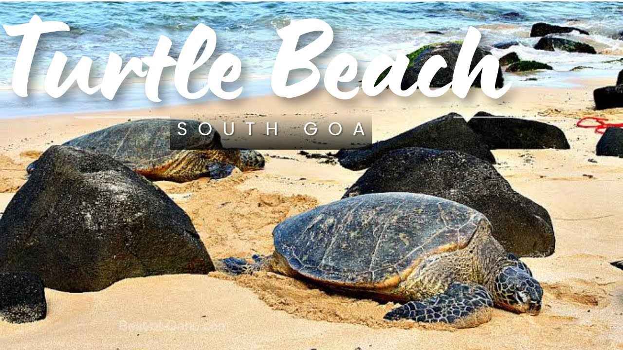 Look what we found Turtle beach South Goa #ep7 - YouTube