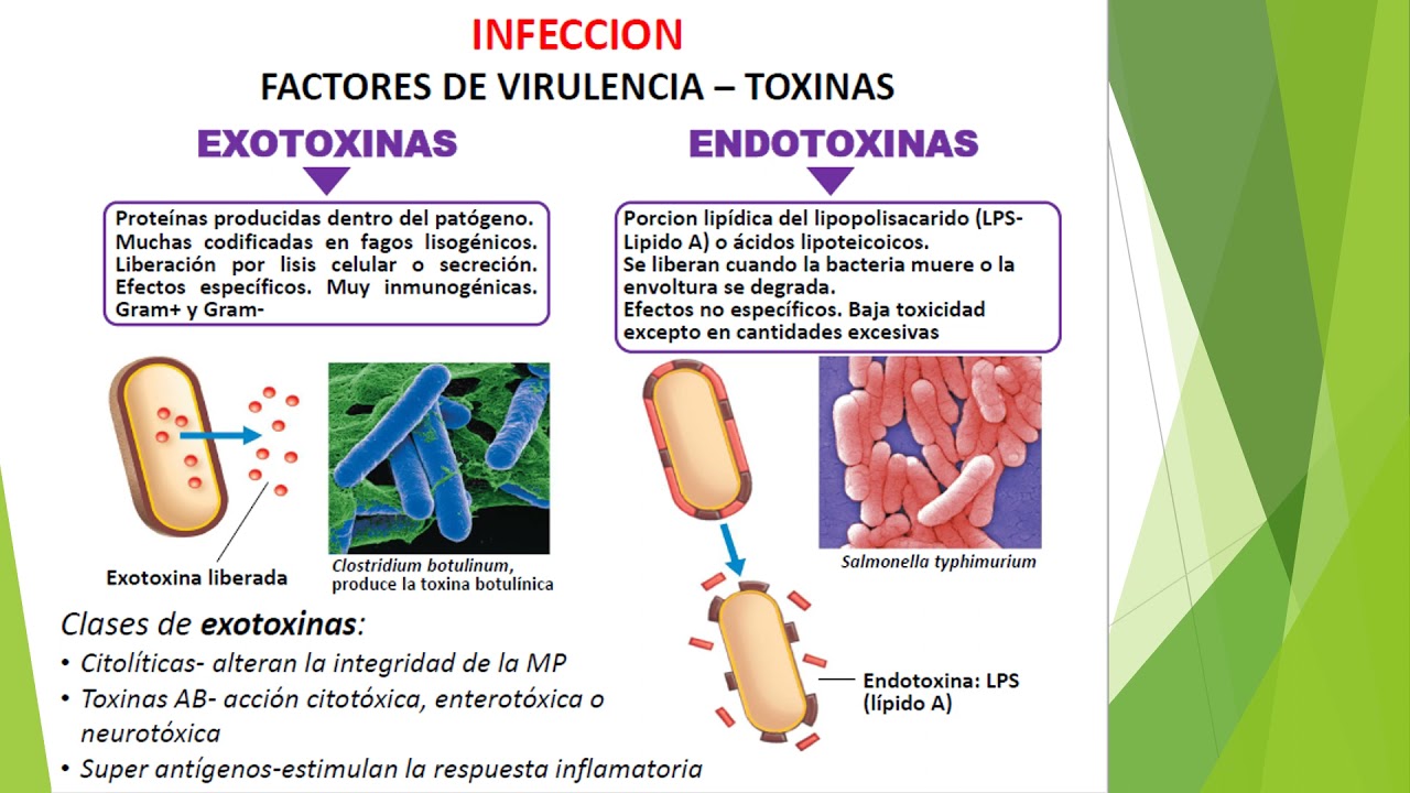 Toxinas bacteriana - YouTube