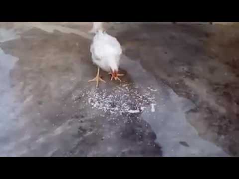 Horoz allah yazıyor