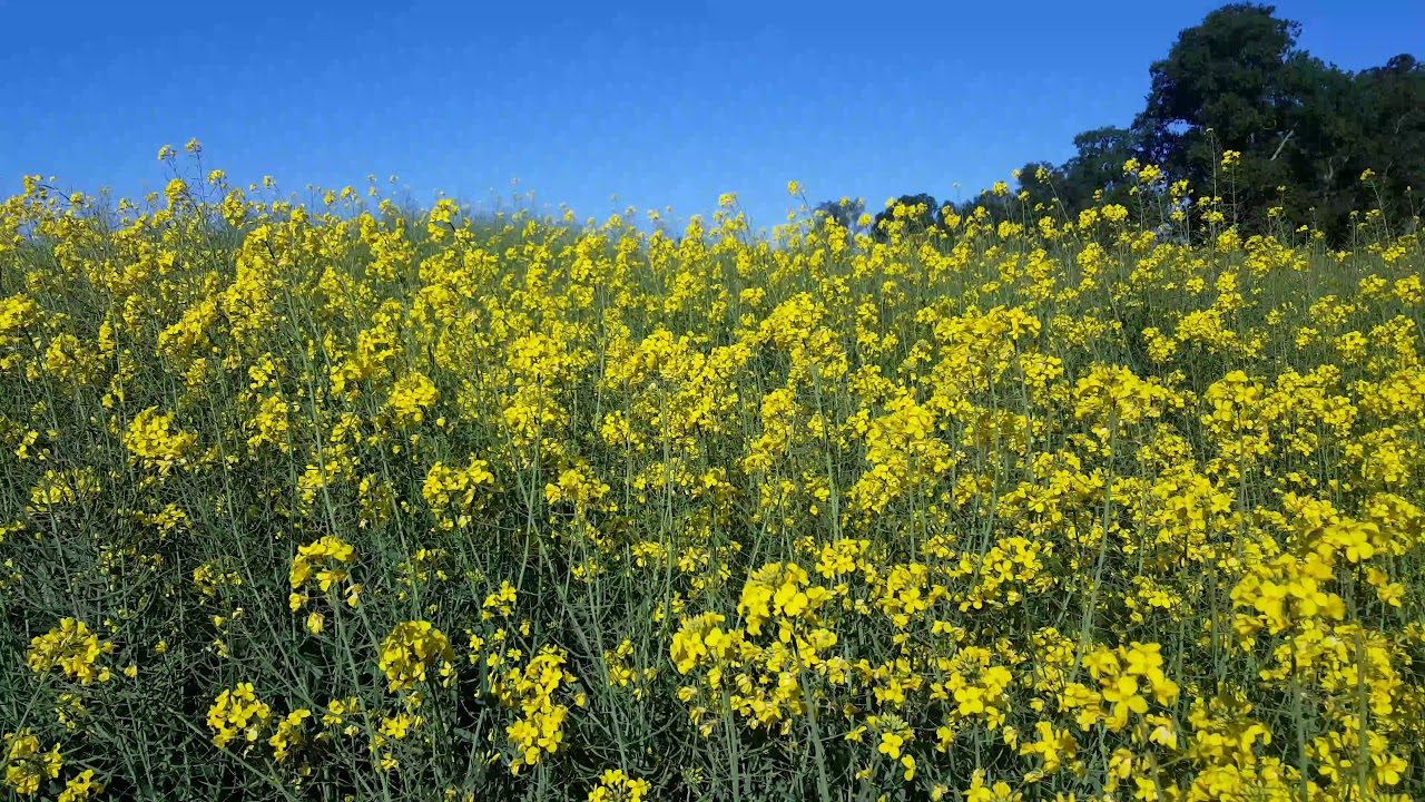 Cultivo de Canola híbrida Chilena en la región de Los Lagos Chile - YouTube
