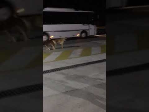 Taciz ve ahlaksızlıklardan bıktık MÜGE HANIM abla