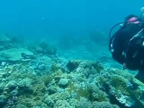 Scuba Diving Fighting Current and Surge on the Great Barrier Reef - YouTube