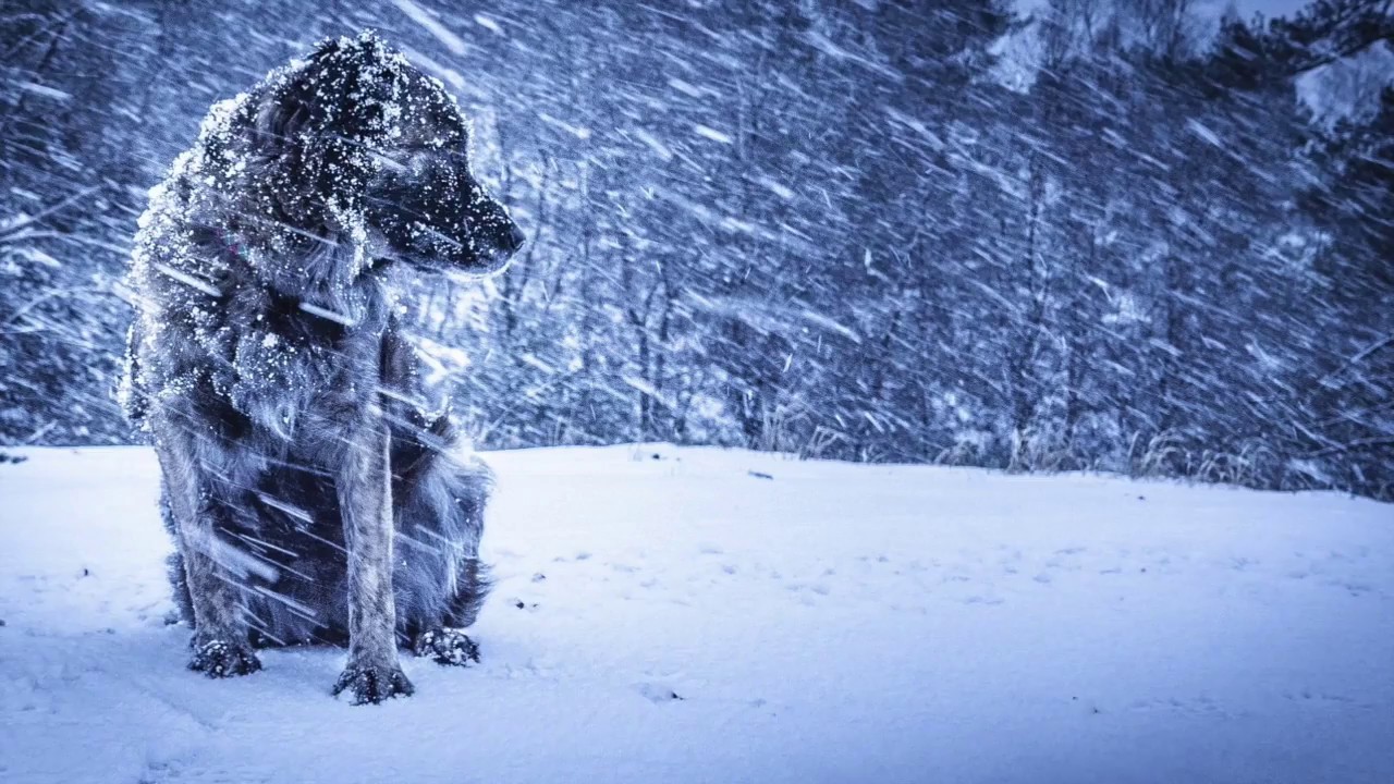 Cand crivatul cu iarna, de Mihai Eminescu - YouTube