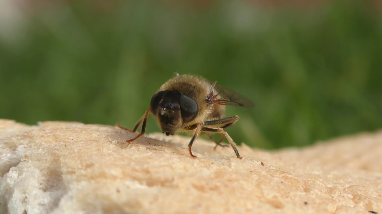 Close up Garden Insects - YouTube