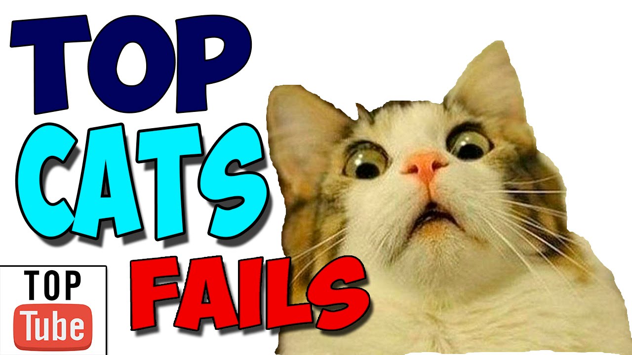 Top Funny Cats Fail Compilation | Amazing Epic Fails Videos | Best Funny & Fails Moments - YouTube