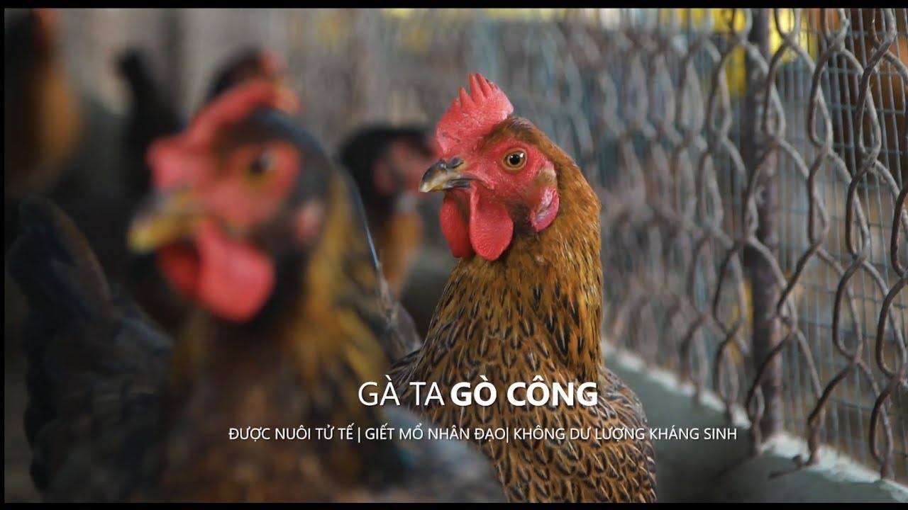 Những con Gà Ta Vui vẻ xứ Gò Công - YouTube