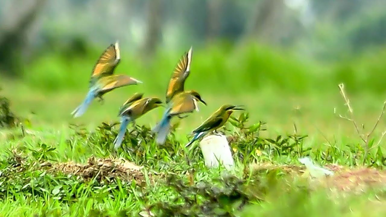 This green bird is dancing and very fast to catch the bait in the air ...