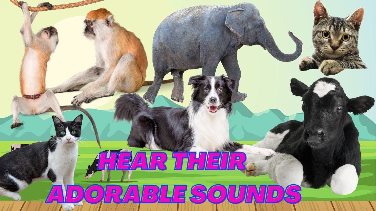 ANIMAL SOUNDS: Cow, Cat, Monkey, Elephant, Dog - Funny Animal Moment ...