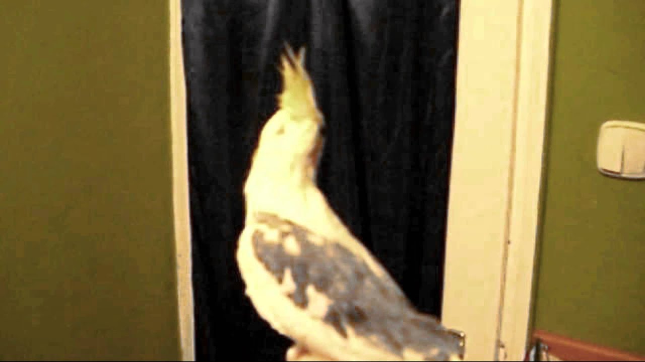 Pityke a nimfa (Pityke the cockatiel) - YouTube