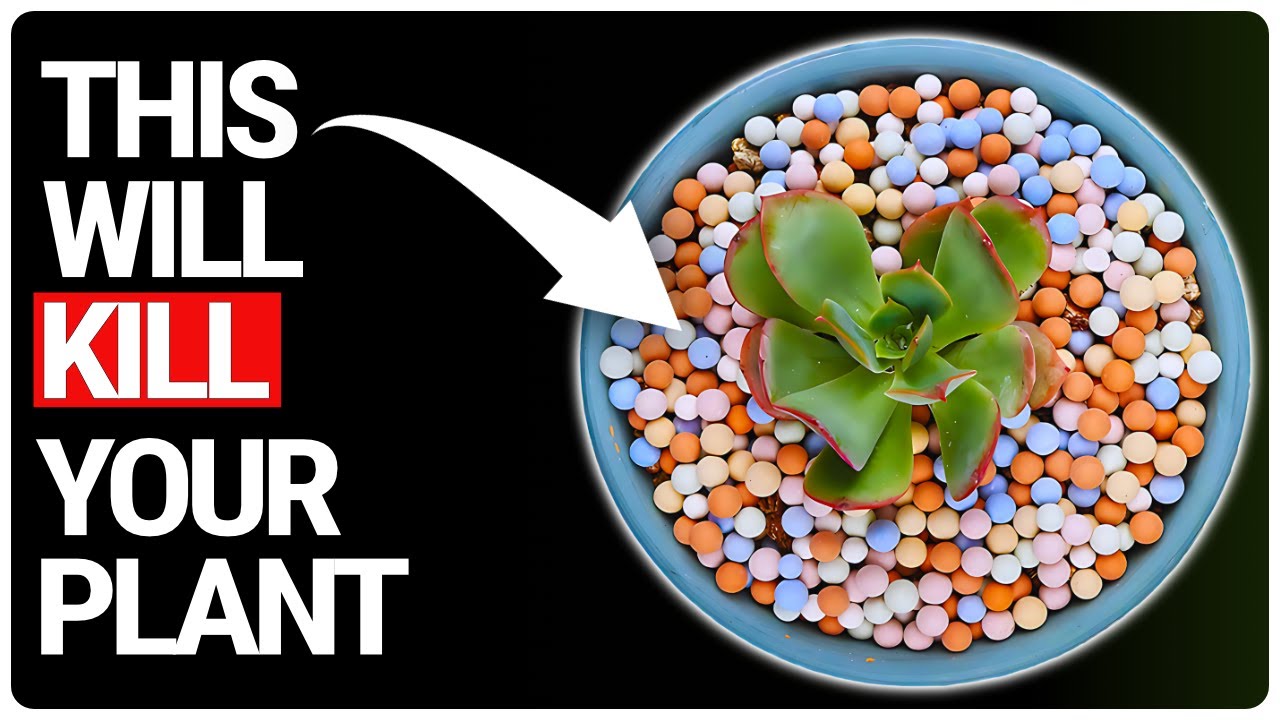 CERAMSITE: The Cute Leca Killing Your Plants | Is ALL Leca The Same ...