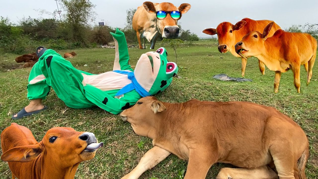 con bò,con bo - con bò ăn cỏ - con bò con - đi chăn bò - nhạc con bò ...