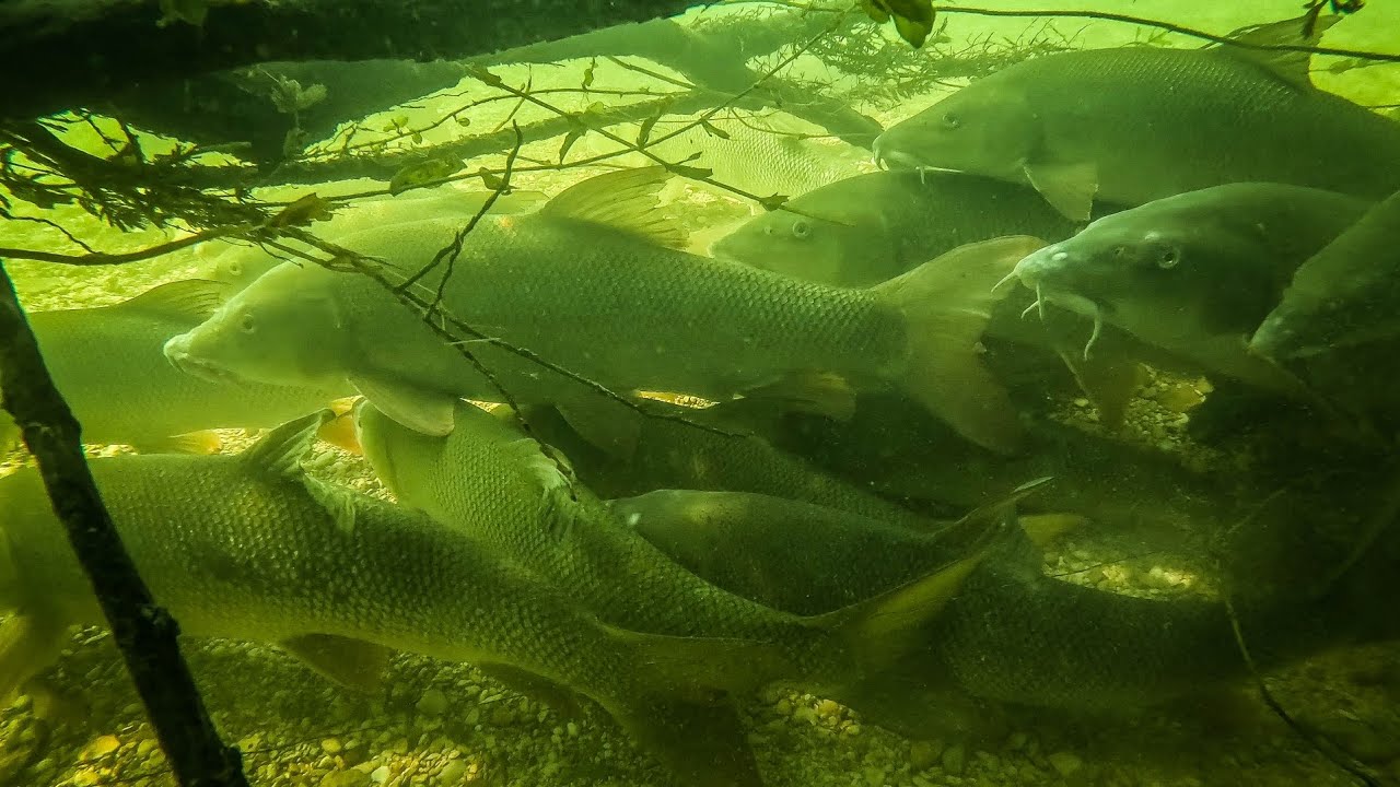 Un INTRUS CE CACHE parmis les BARBEAUX, une PLONGÉE explicative ! # ...