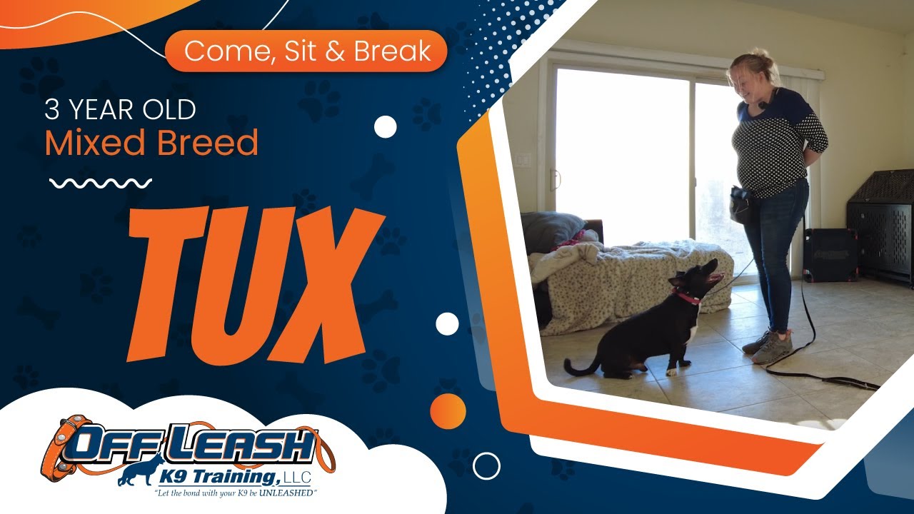3yr Mix Breed Tux ~ Best Mixed Breed Trainers ~ Off Leash K9 Training ...