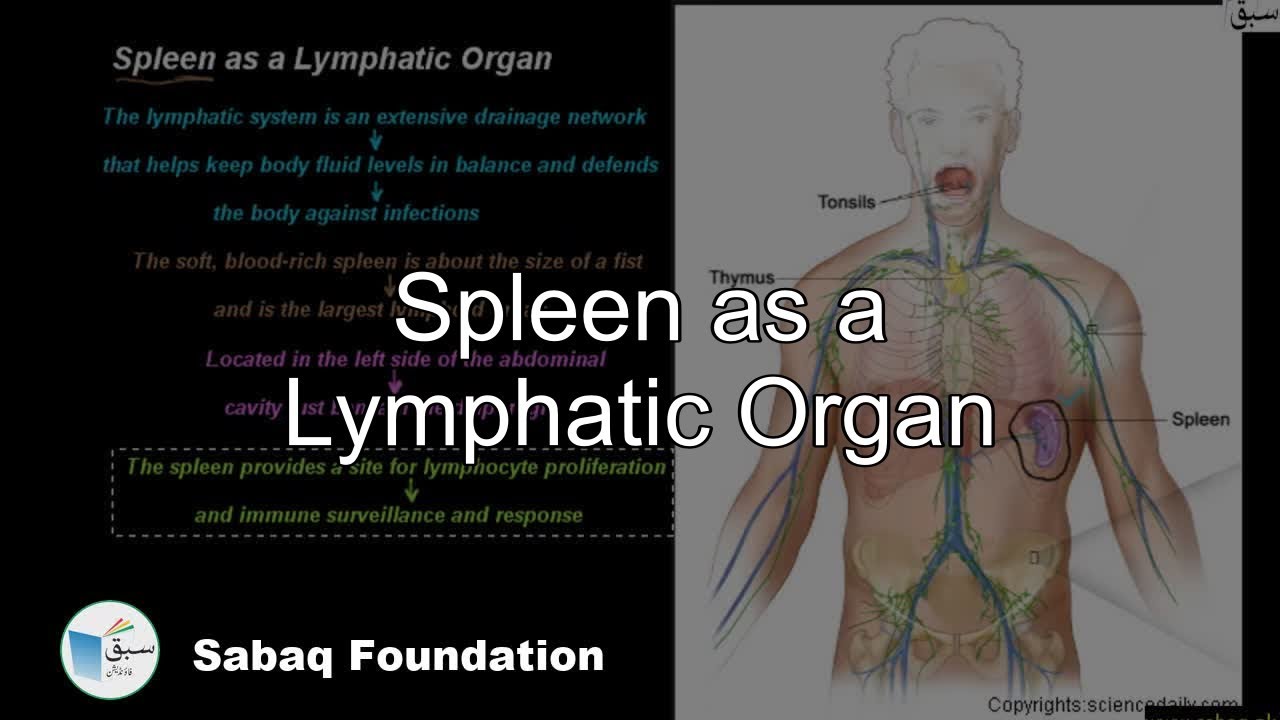 Spleen as a Lymphatic Organ, Biology Lecture | Sabaq.pk - YouTube