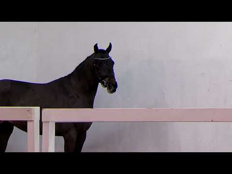 Cascado (Casall x Contendro), holst., born 2019