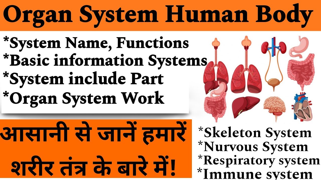 Organ System of the Human body|मानव तंत्र| Body System Name, Functions ...