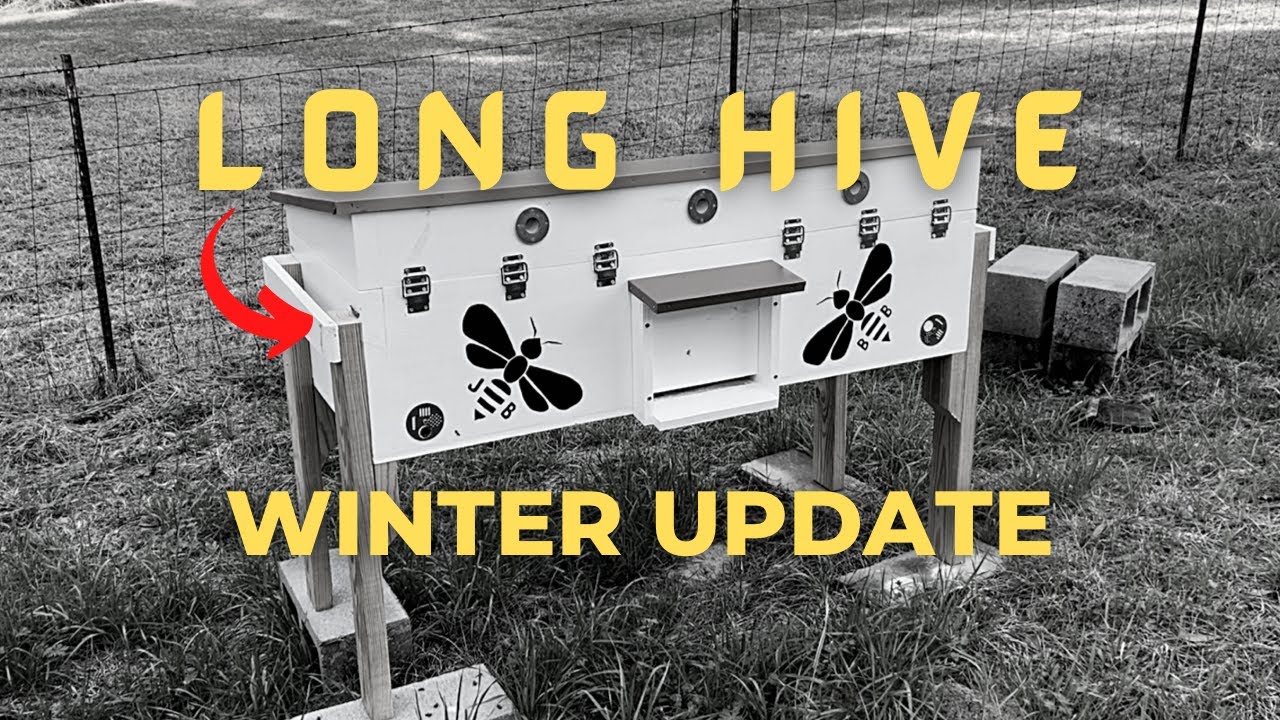 Long Hive Winter Update | How are the Bees Looking? - YouTube