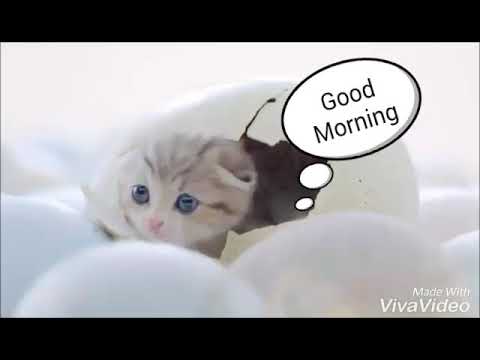 Whatsapp Status good morning  Cute kitty video by Naveen Choudhary