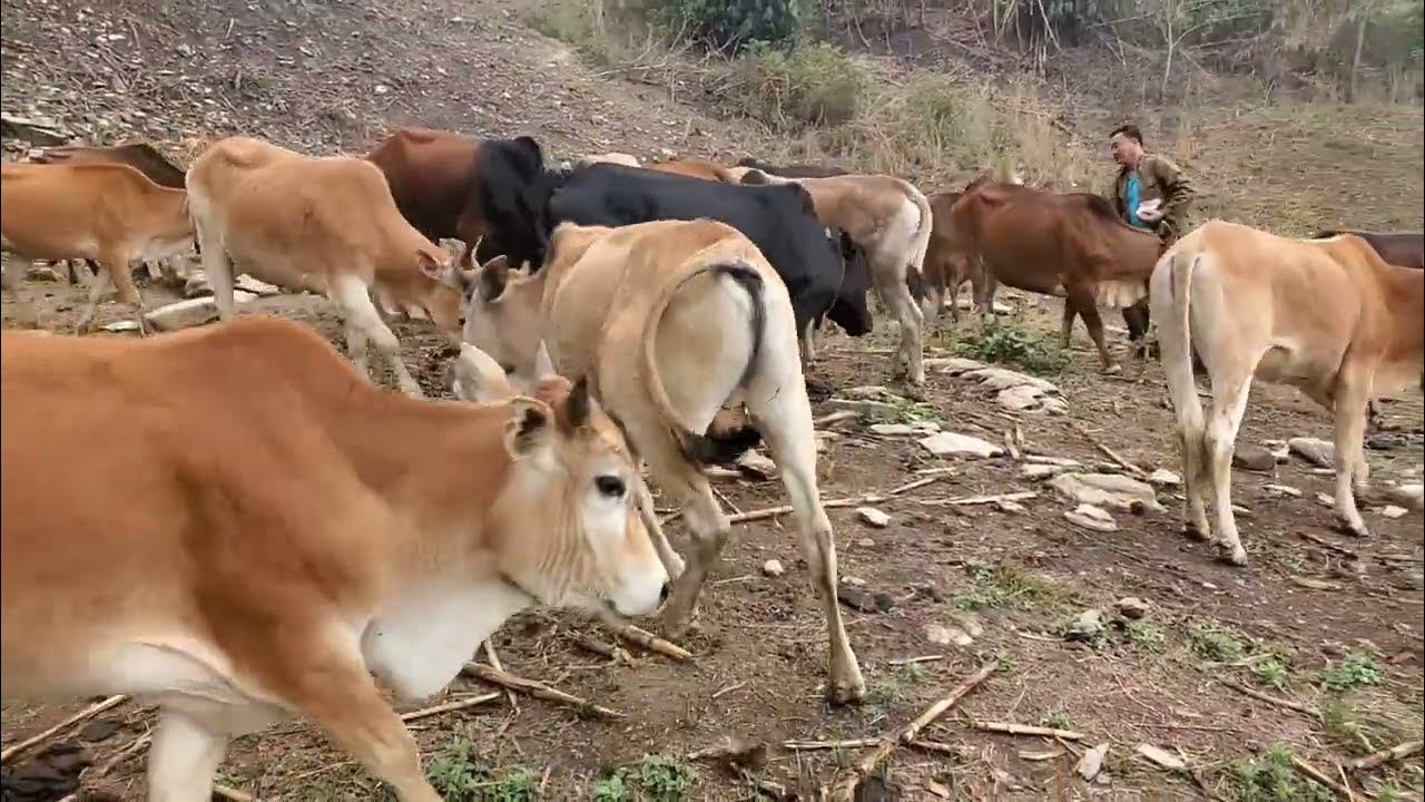 yawm txiv nkawv muab ib niam tub nyuj rau wb mus saib nyuj thiab saib dej naj cheeb 21/3/2023 ...