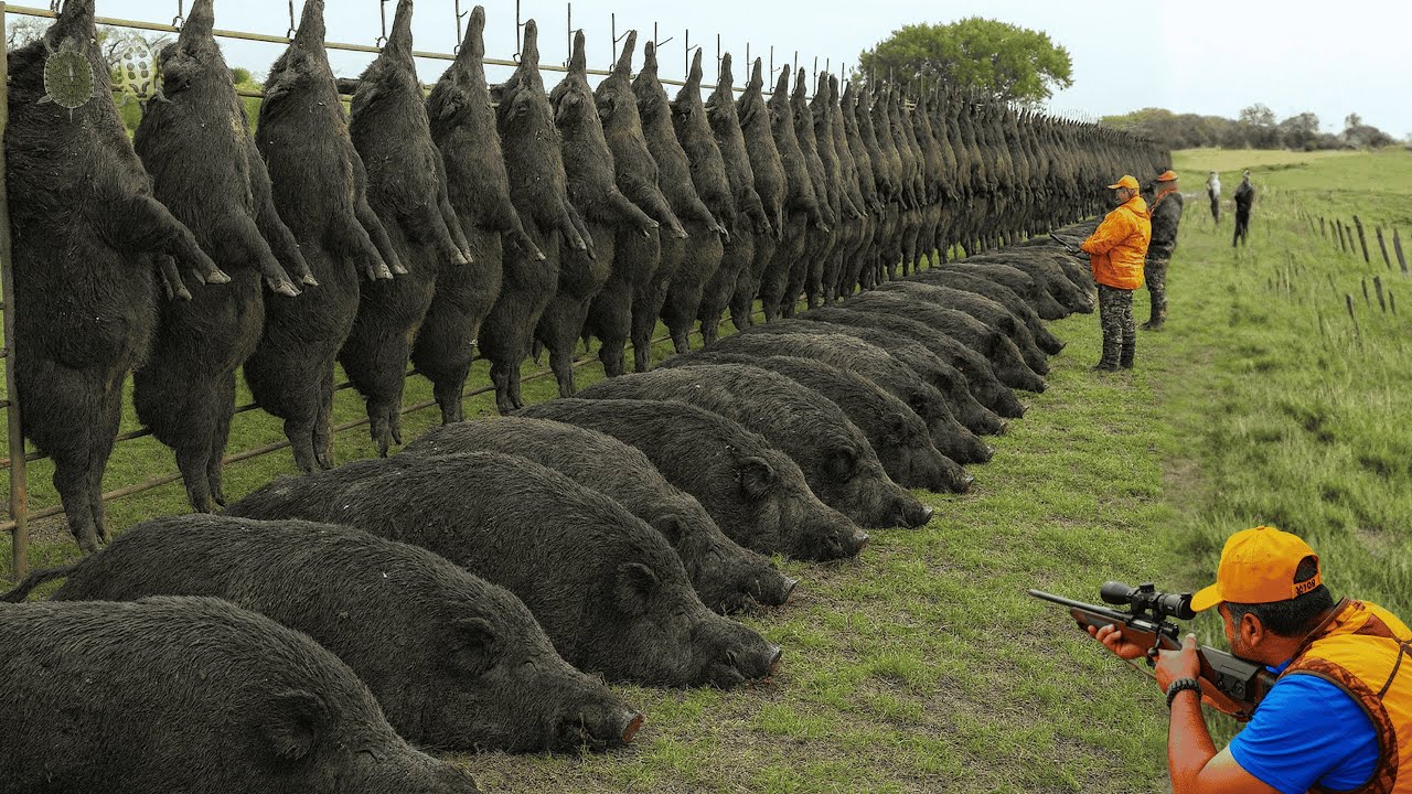 How do North American hunters deal with giant 300-pound wild boars ...