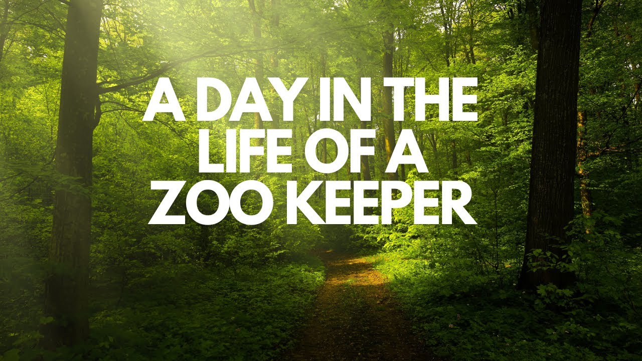 A Day in the Life of a Zoo Keeper - YouTube