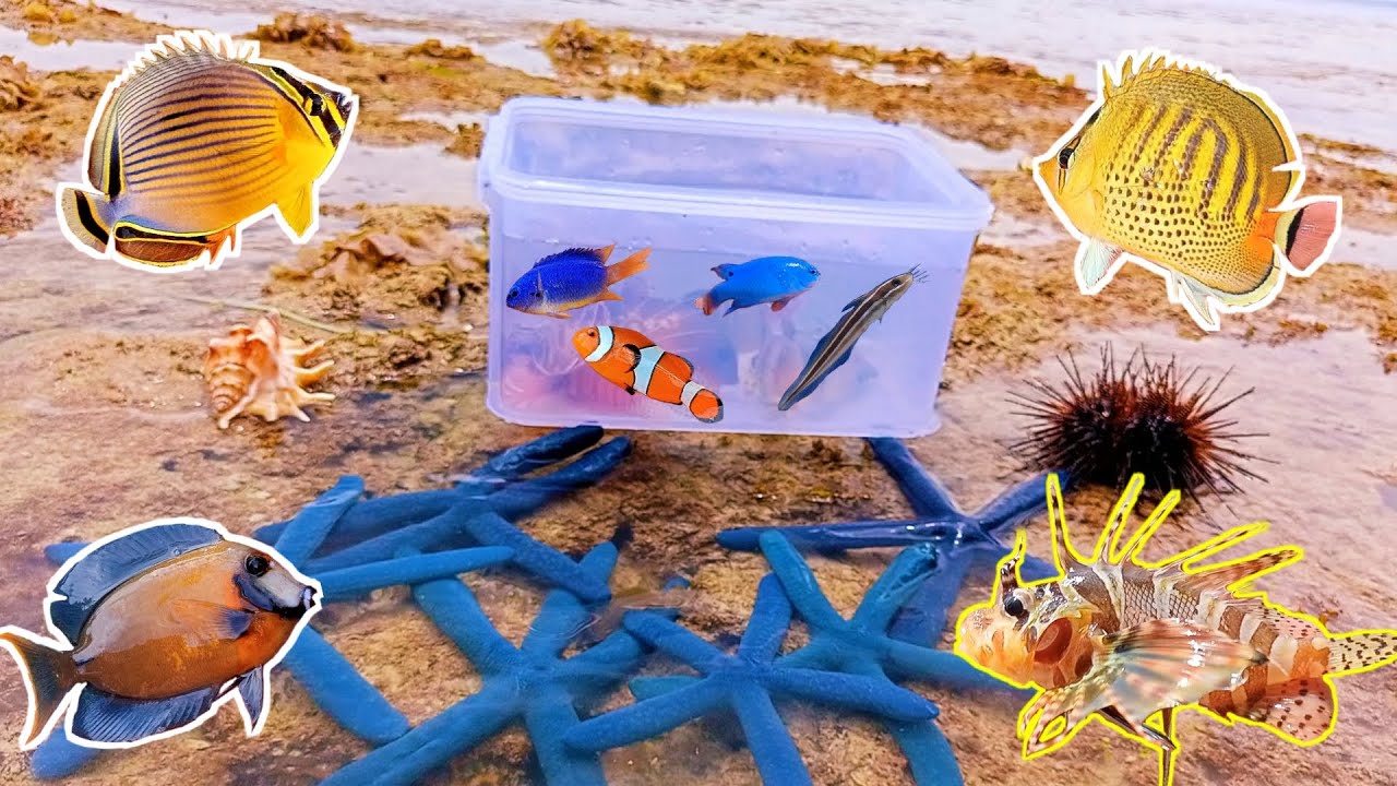 Mencari Ikan Nemo di Laut, Ikan Buntal, Lion Fish, Butterfly Fish ...