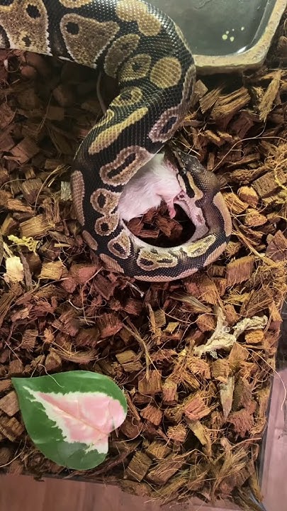 Ball python eats mice #ballpython #foryou #mice #ballpythoneating - YouTube