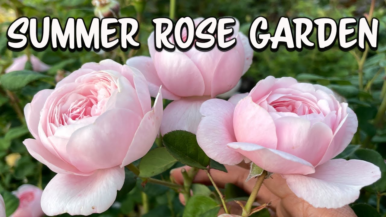 Summer Rose Garden Update! - YouTube