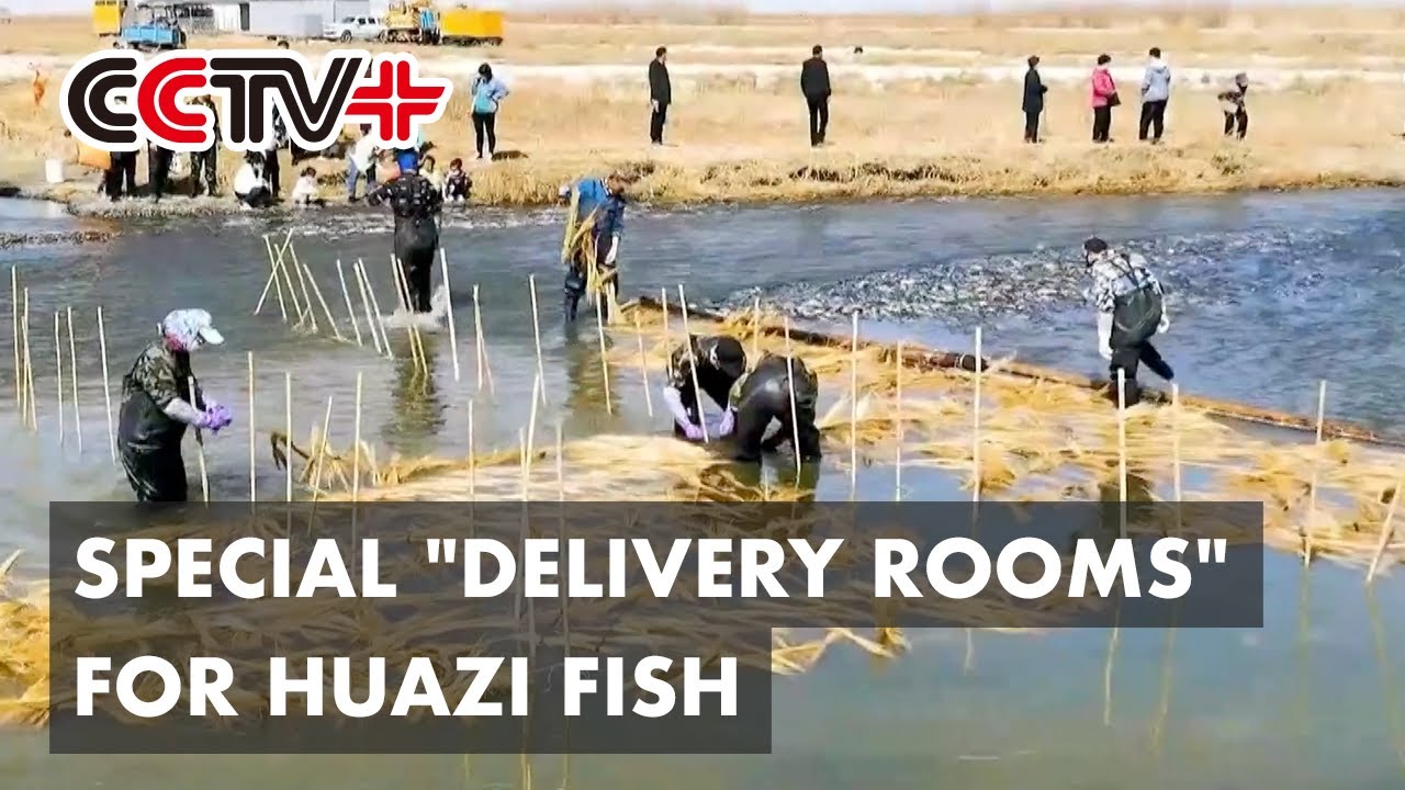 North China's Migratory Huazi Fish Well Protected to Lay Eggs in ...