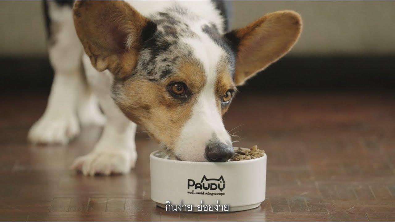 Pawdy : สุนัขอยู่กับเรานานแค่ไหน? ถ้าคุณกำลังเลี้ยงสูงวัย(น้องหมาแก่ ...