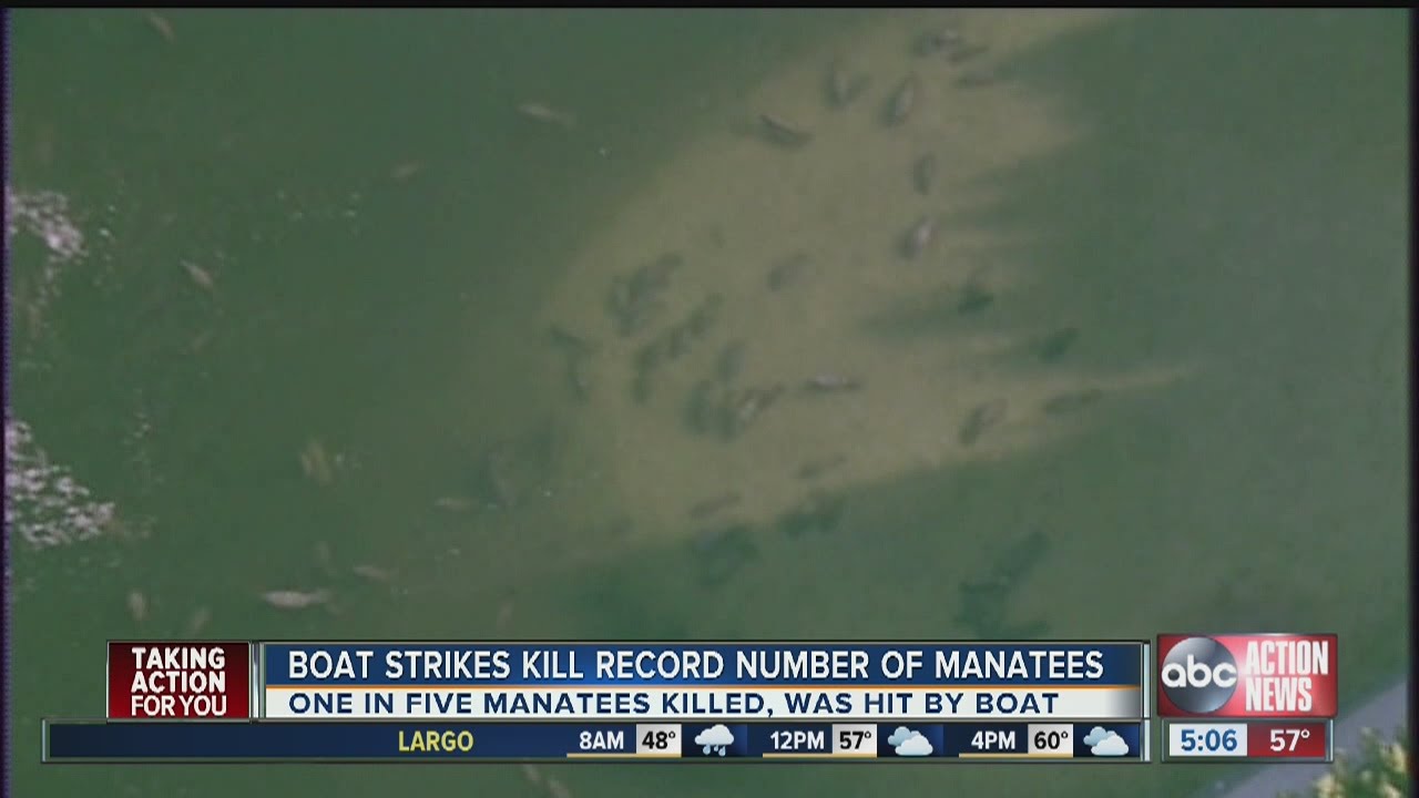 Boat strikes kill record number of manatees - YouTube