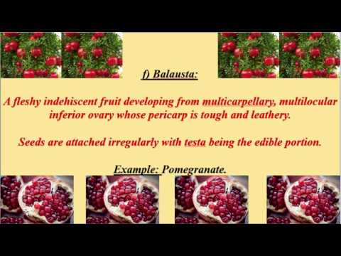 FLESHY FRUIT (SIMPLE FRUIT)/DRUPE/PEPO/BERRY/ - YouTube