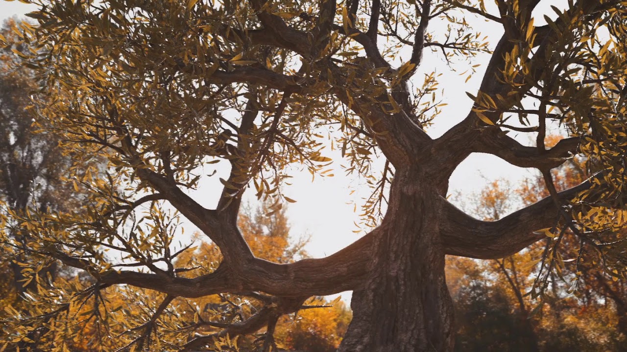 Olive Tree. (Redshift / Houdini / SpeedTree) - YouTube