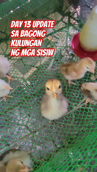 Day 13 update sa mga sisiw at bagong kulungan#buhaymahirap #buhayprobinsya #imotirongpinoytv ...