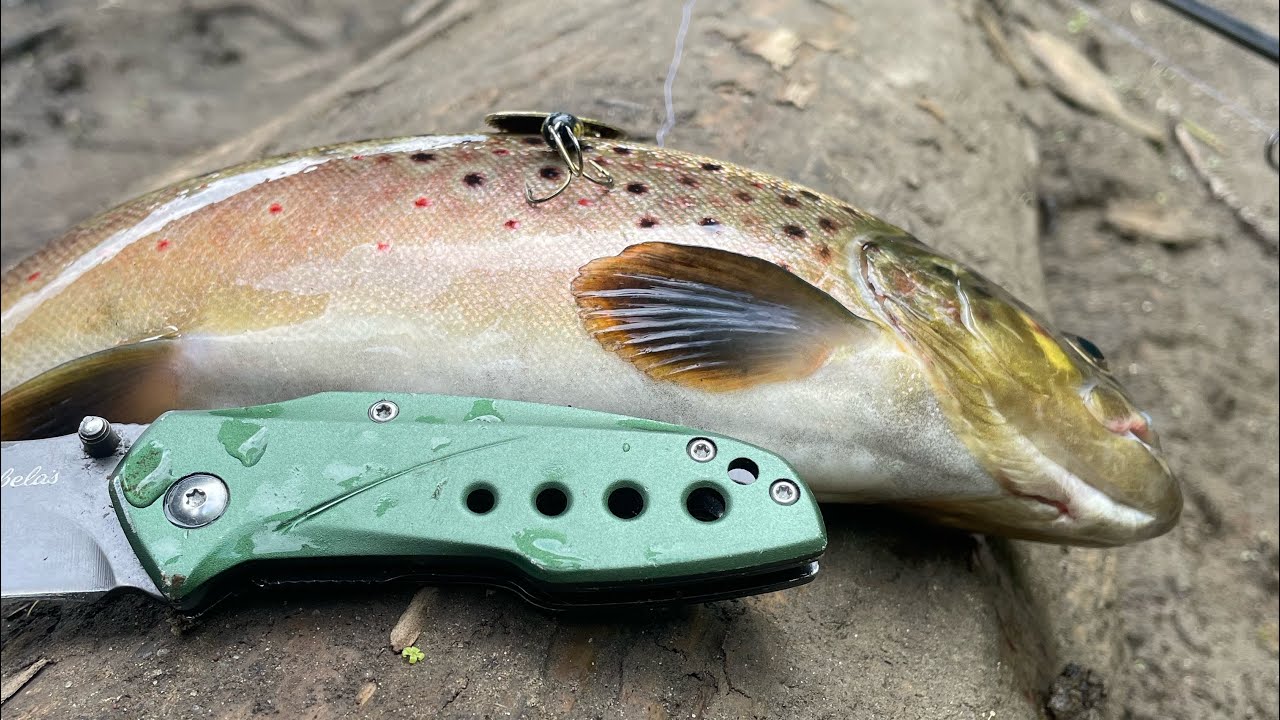 Native Brown trout catch and cook with fried pickles! (landed my ...