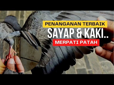 🔴 kaki merpati dan sayap burung merpati patt4h bagaimana pengangannya ...